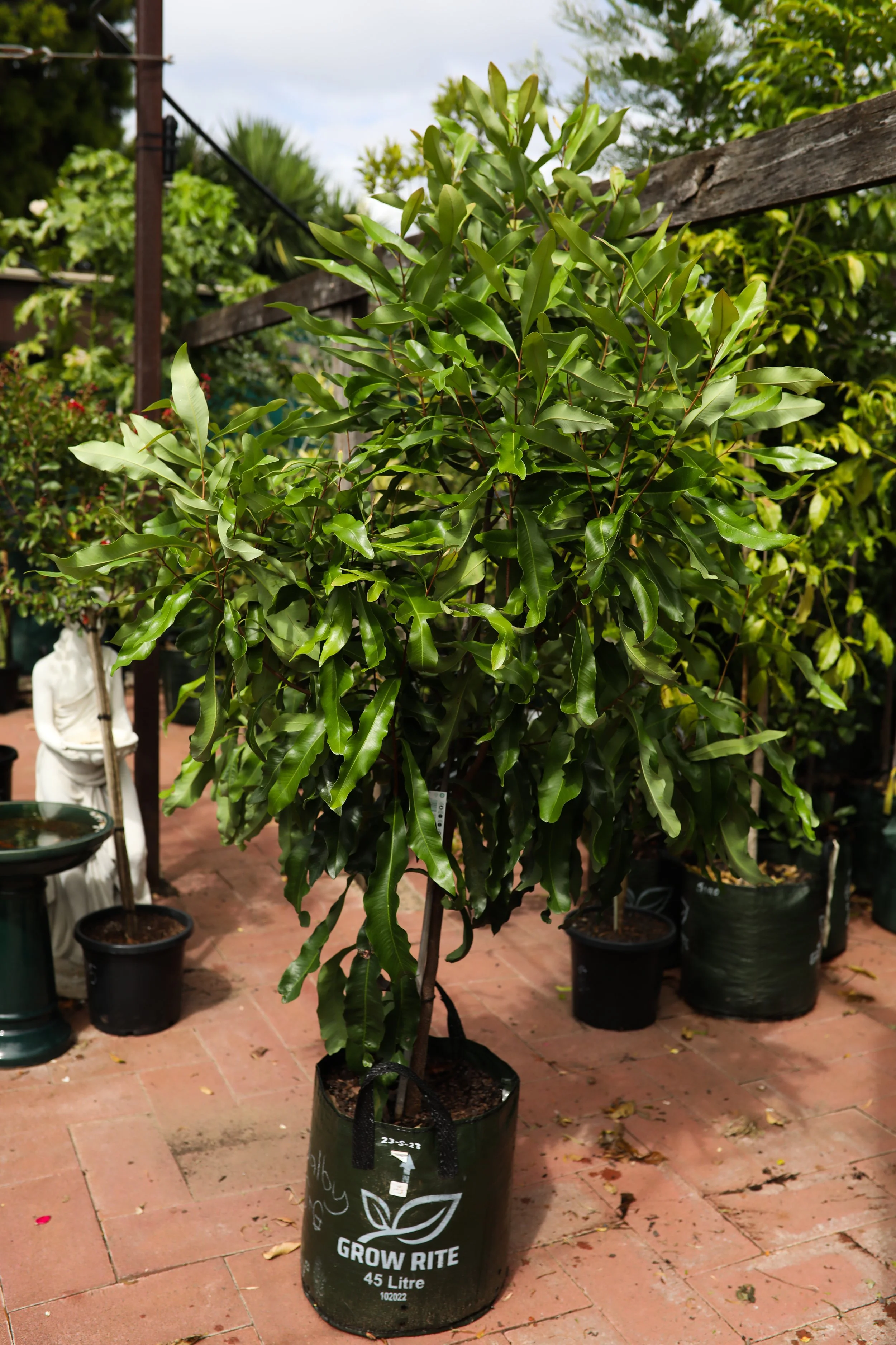 Trees — Dalby Garden Centre