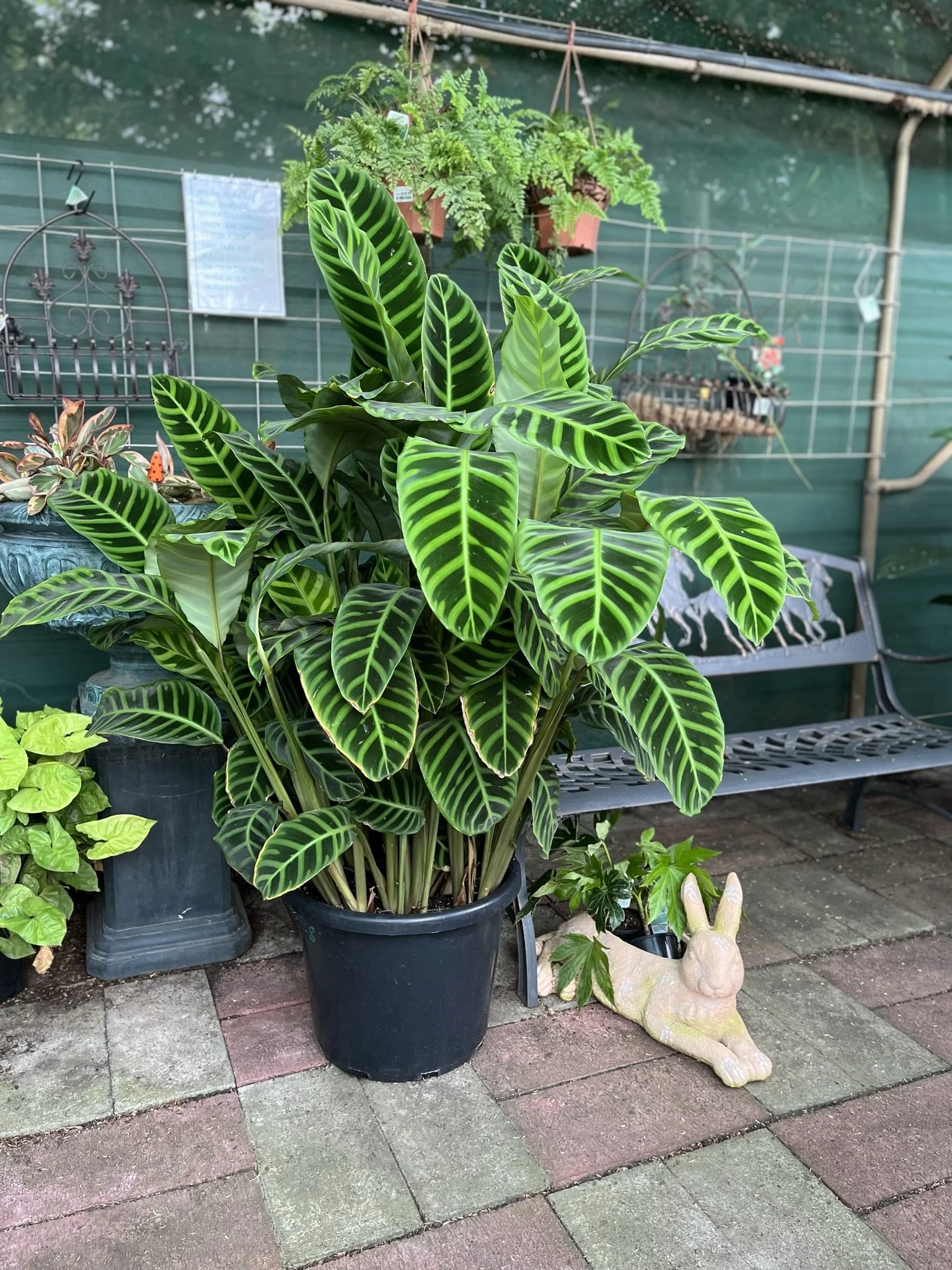 Indoor Plants — Dalby Garden Centre