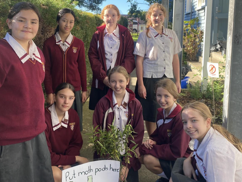 Curriculum Overviews — Howick Intermediate