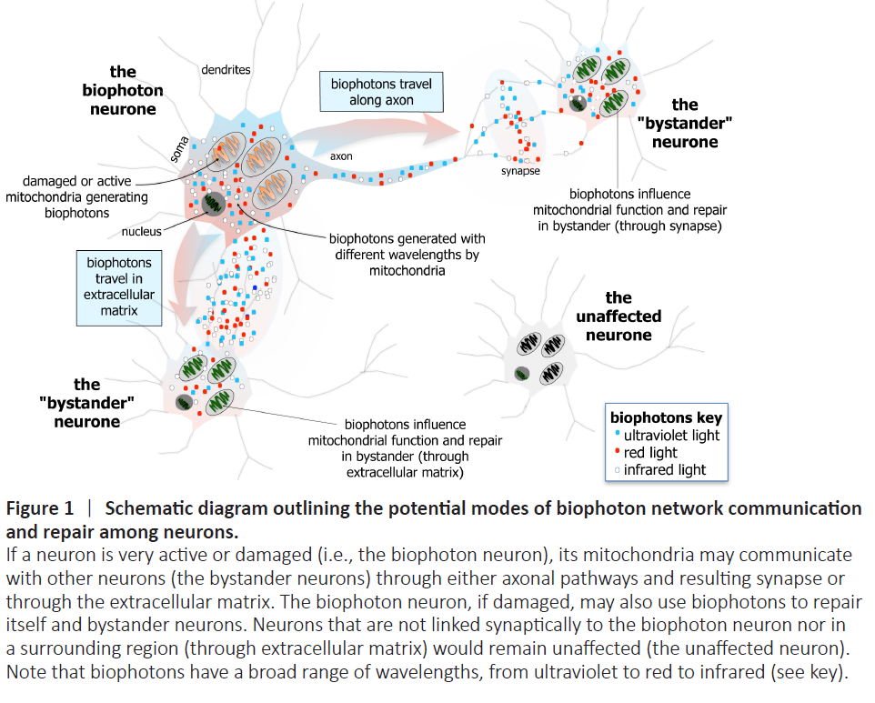 Biophotons: Future of Light-Based Therapies — iMediSync Americas