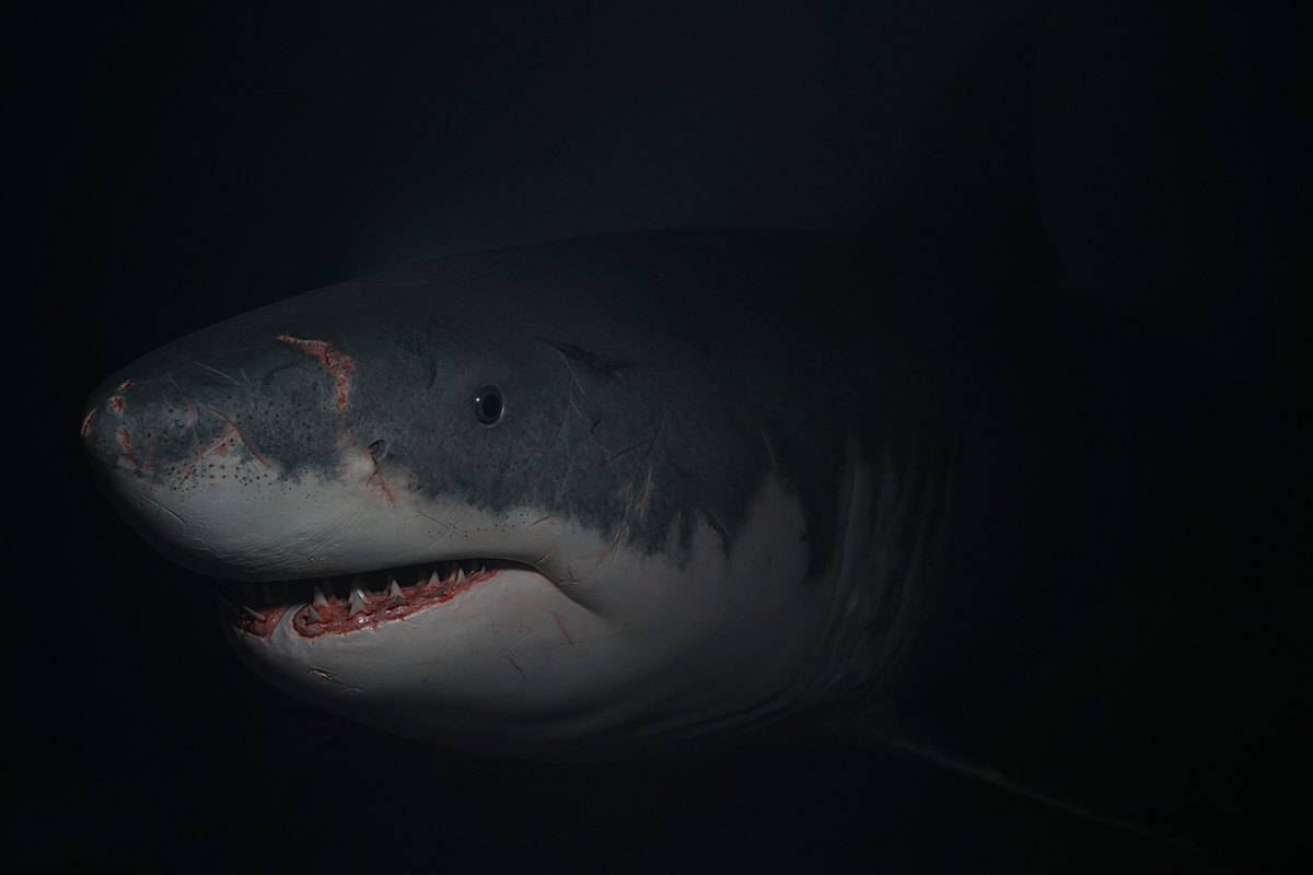Carcharodon Carcharias — 10 Tons