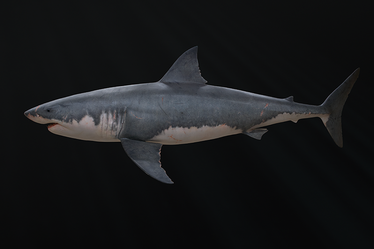 Carcharodon Carcharias — 10 Tons