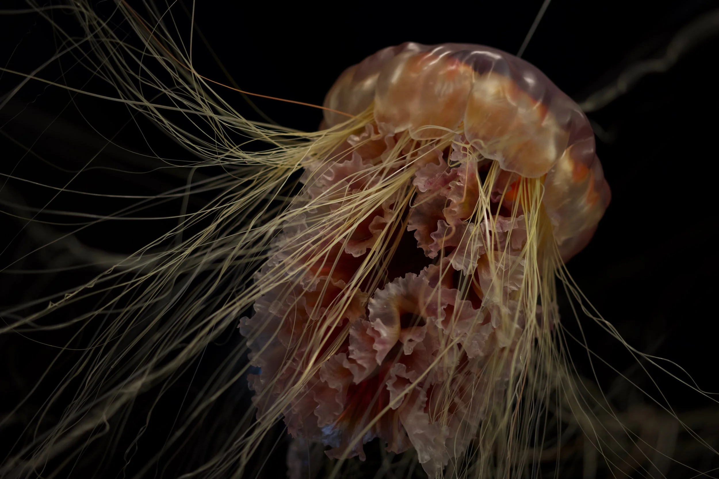 Cyanea capillata — 10 Tons