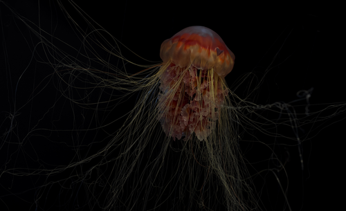 Cyanea capillata — 10 Tons