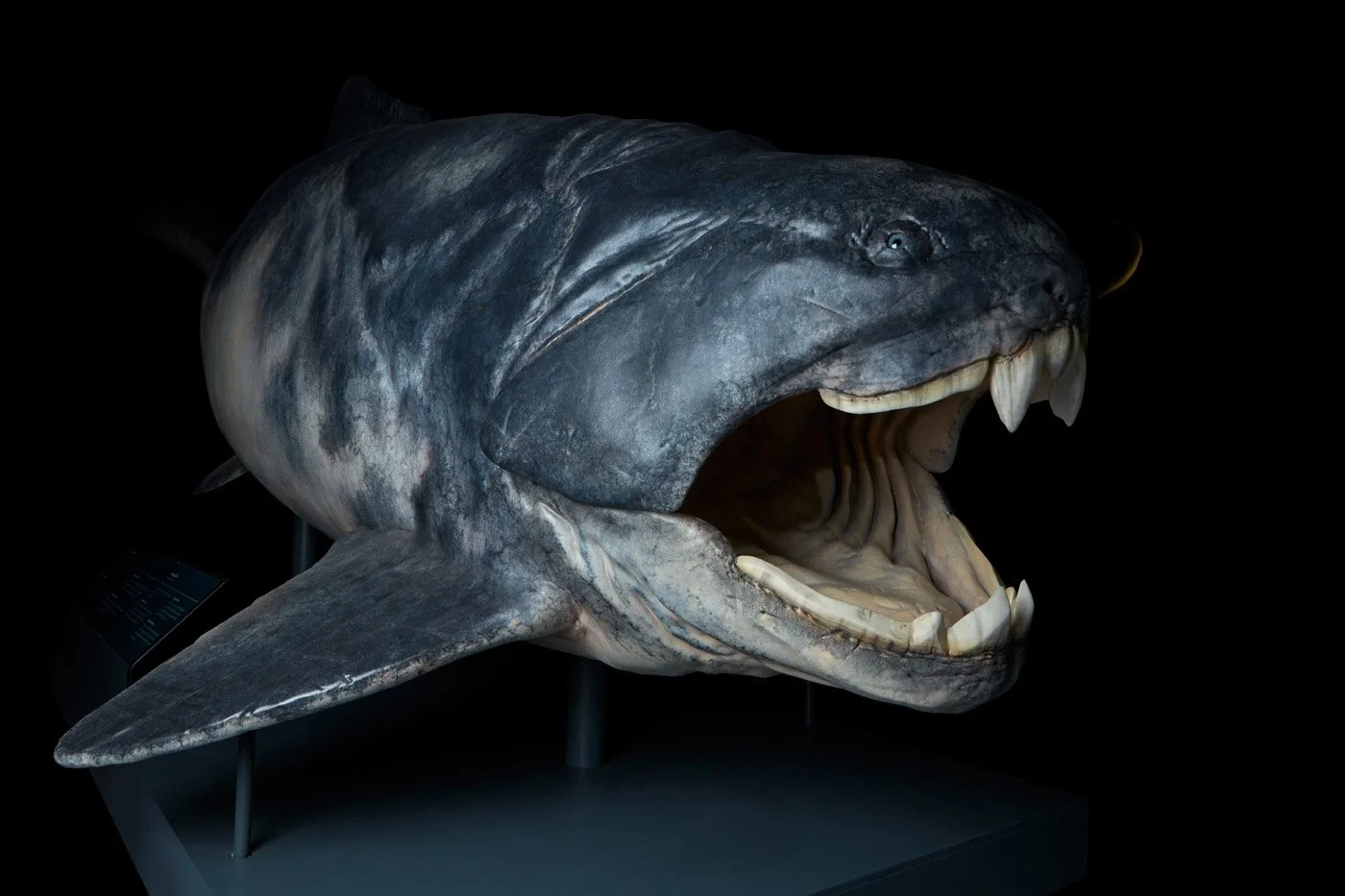 Dunkleosteus — 10 Tons