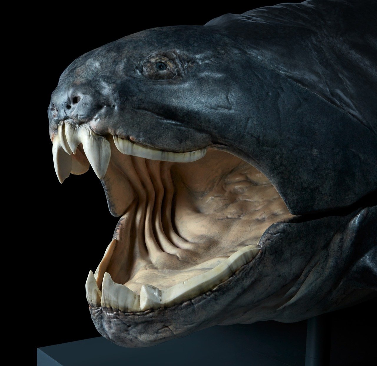 Dunkleosteus — 10 Tons