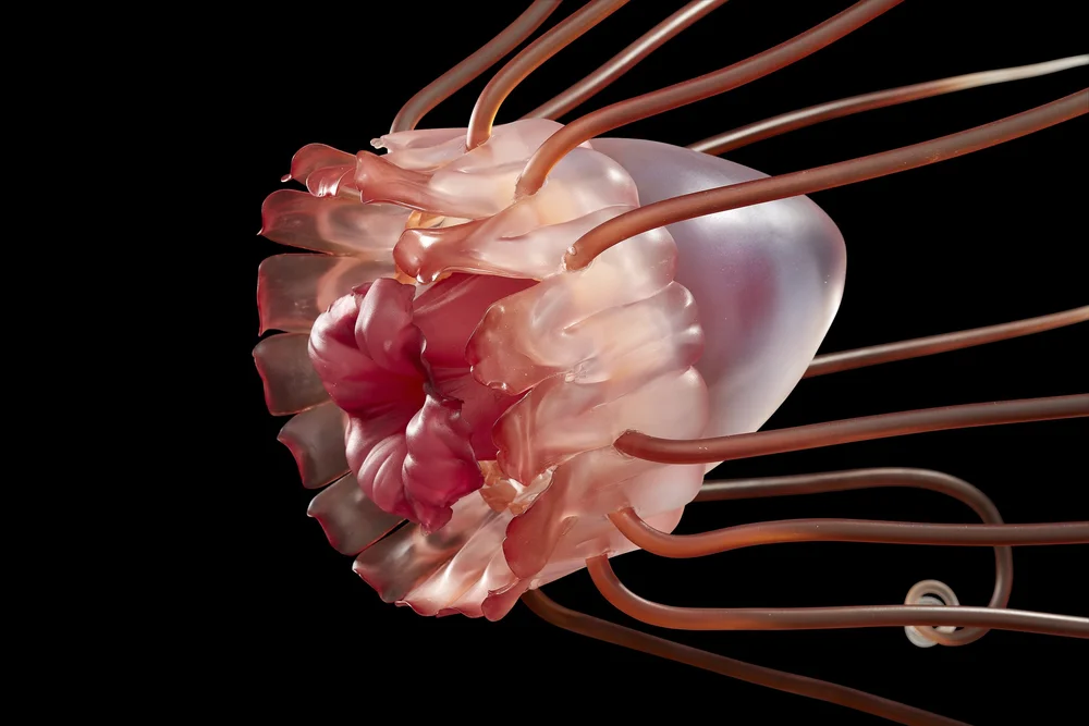 Periphylla periphylla — 10 Tons