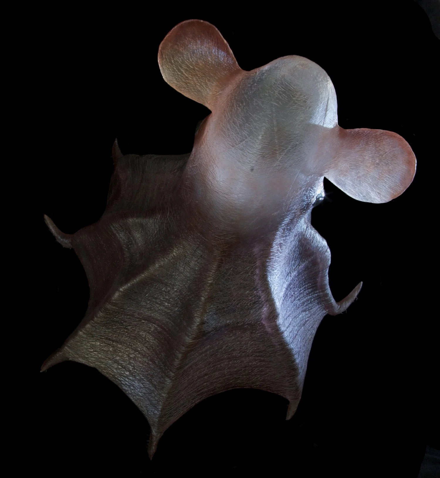 Grimpoteuthis umbellata — 10 Tons