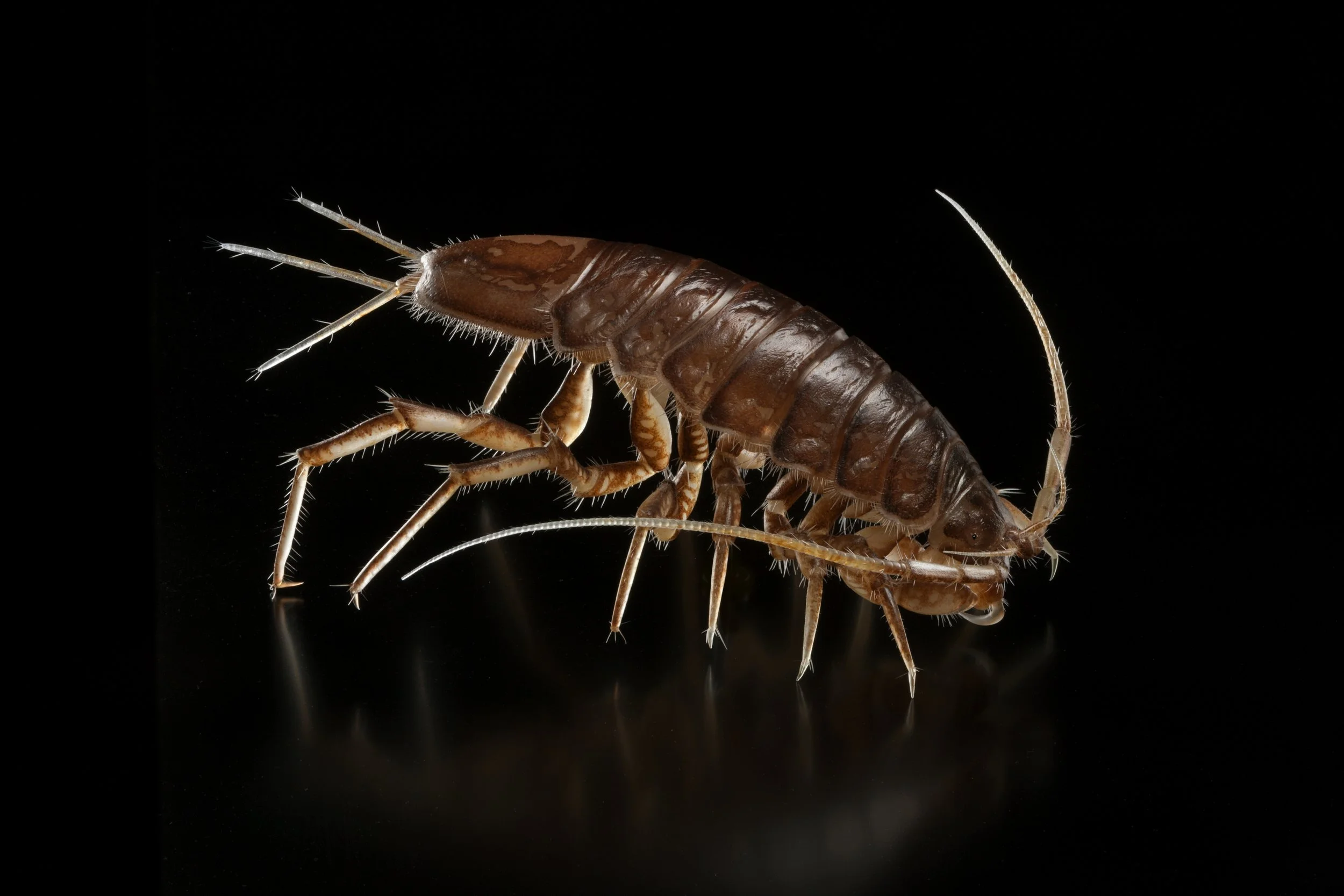 Asellus aquaticus — 10 Tons