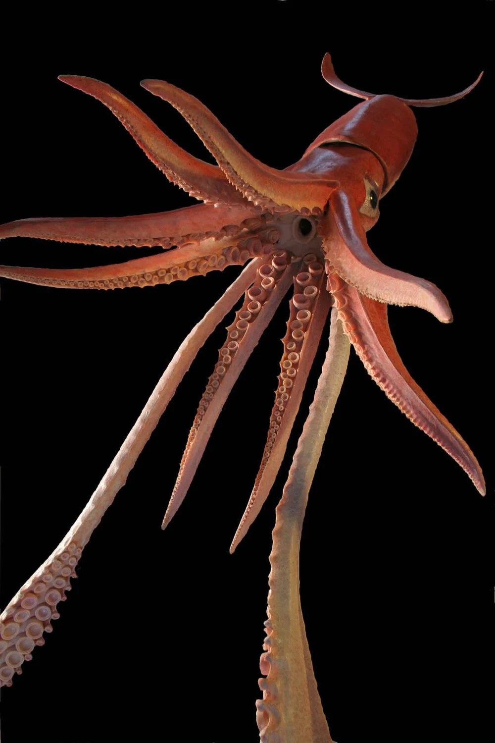 Dosidicus gigas — 10 Tons