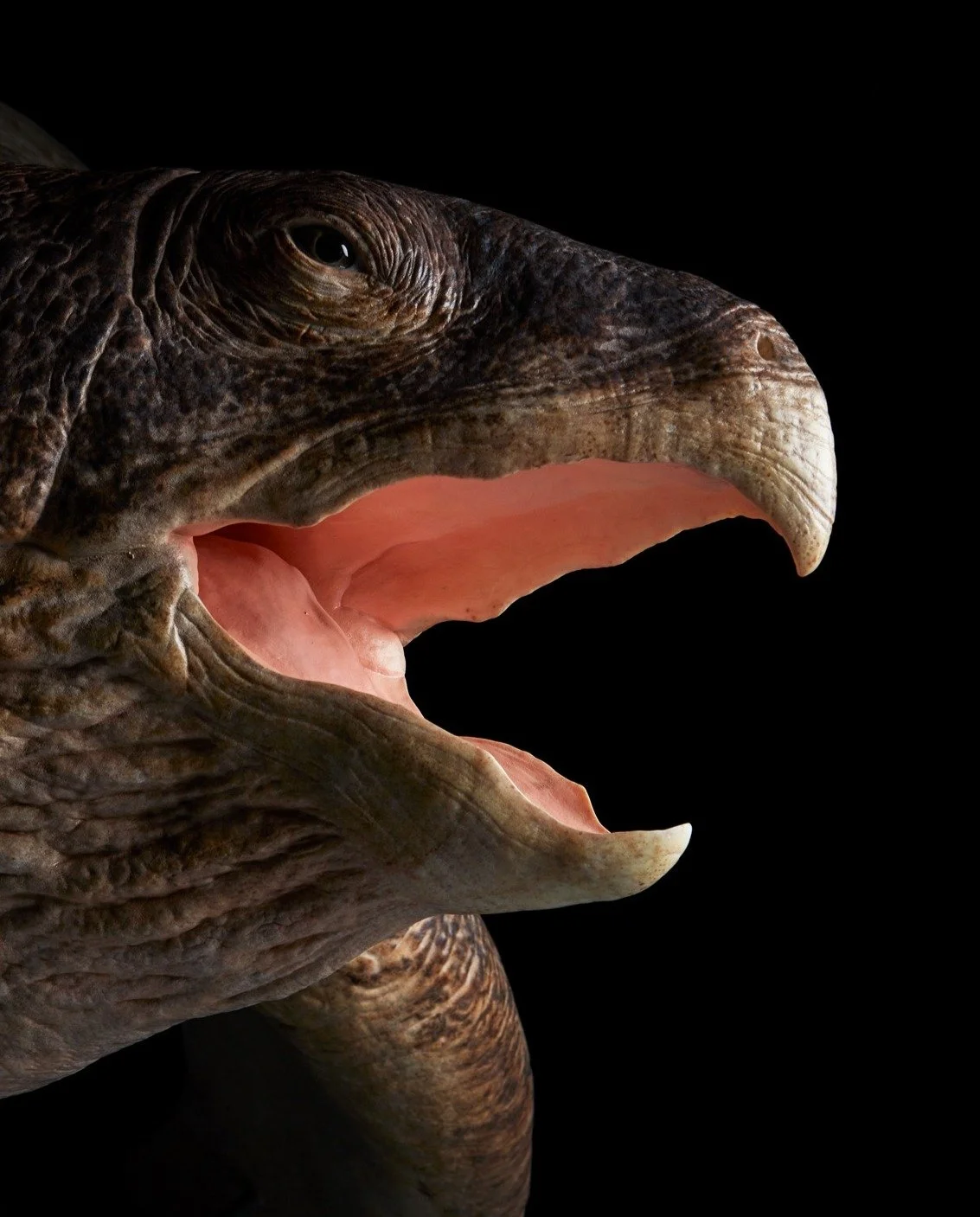 Archelon — 10 Tons