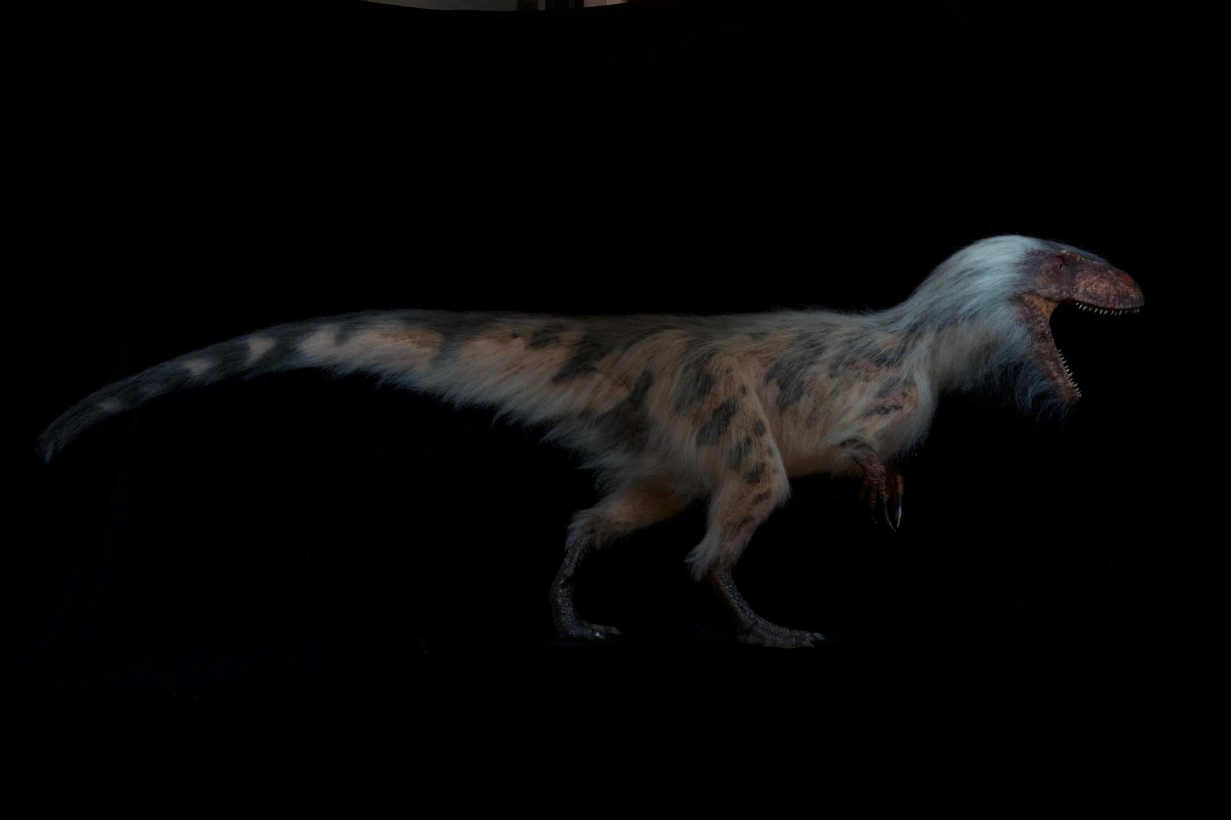 Megalosaurus — 10 Tons