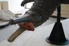 Thoracosaurus — 10 Tons