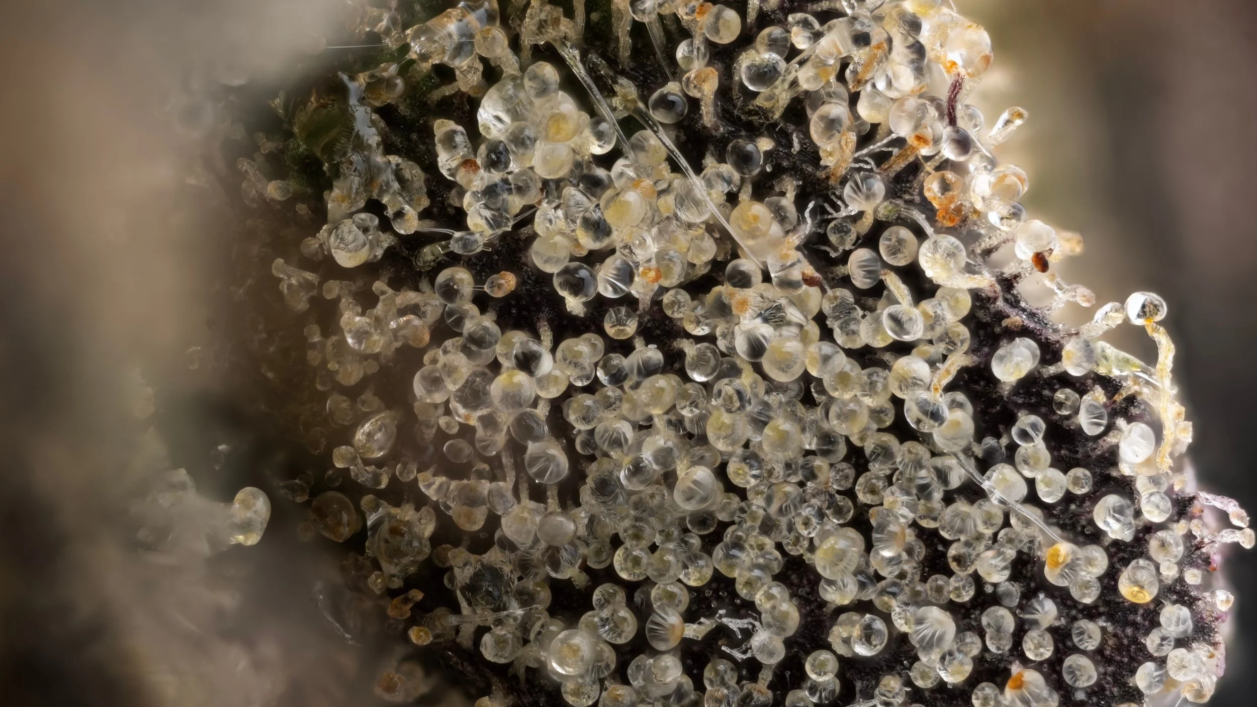 The Ultimate Guide to Terpenes: Live Resin, Botanical, and Cannabis ...