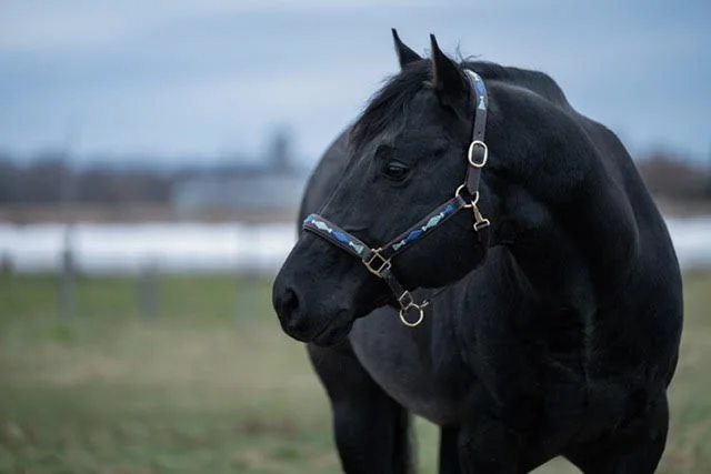 MT Rowdy Canyon — Ontario Barrel Futurity Association