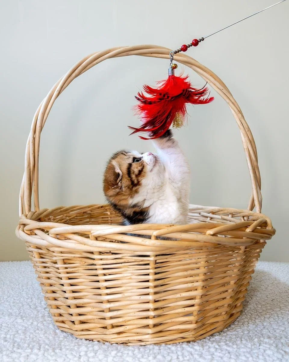 Understanding Cat Colors & EMS Codes – Scottish Fold Guide ...