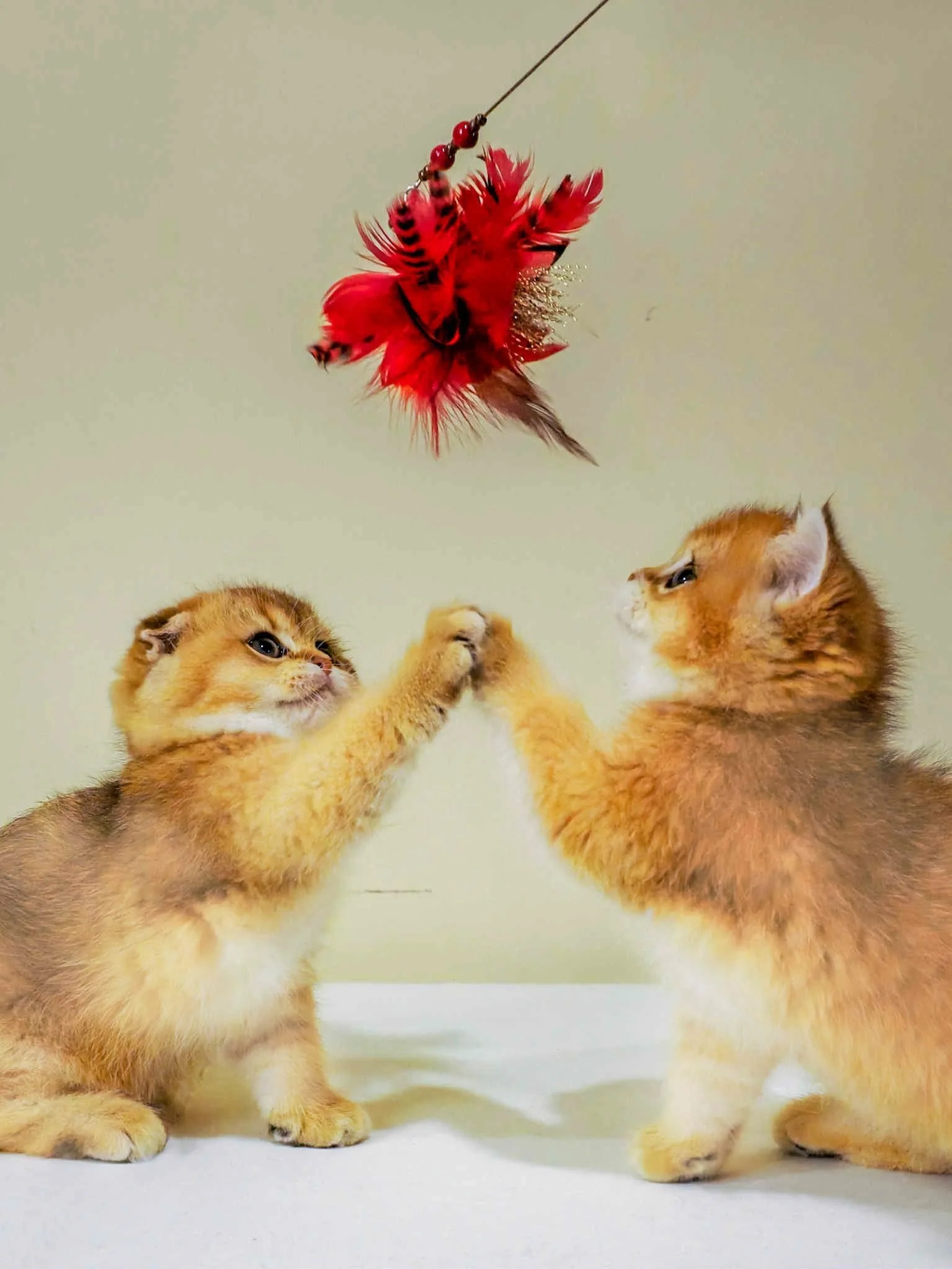 Scottish Fold Cats – Colors and Patterns with Pictures - PurrfectlyFold ...