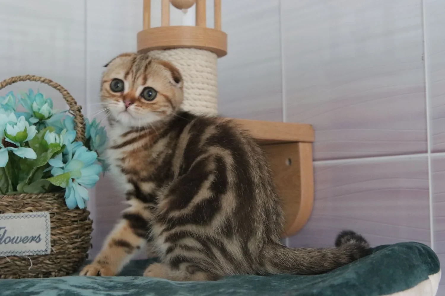 Scottish Fold Cats – Colors and Patterns with Pictures - PurrfectlyFold ...