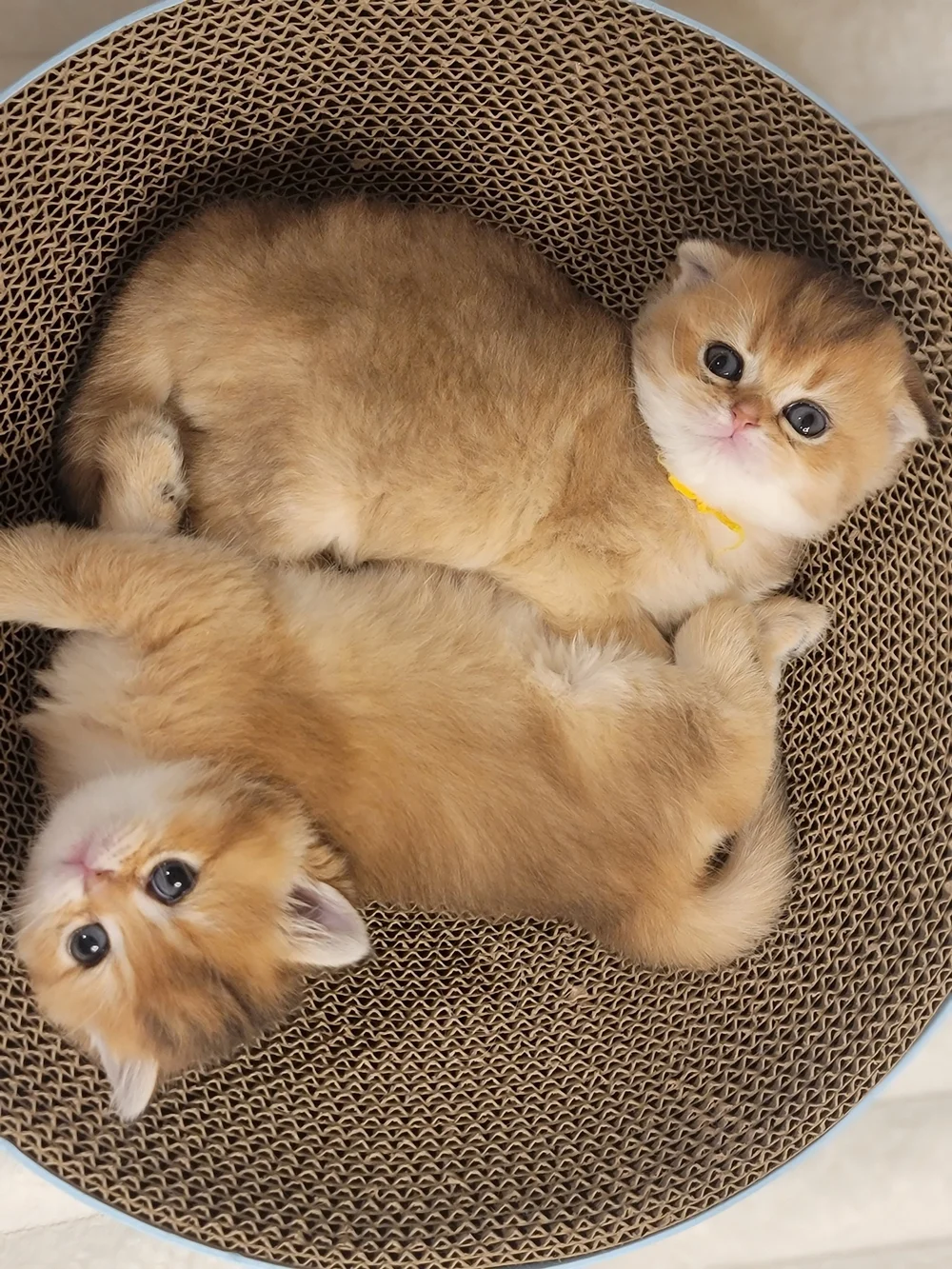 Scottish Fold Kitten Prices: Cost of Ethical Breeding - PurrfectlyFold ...