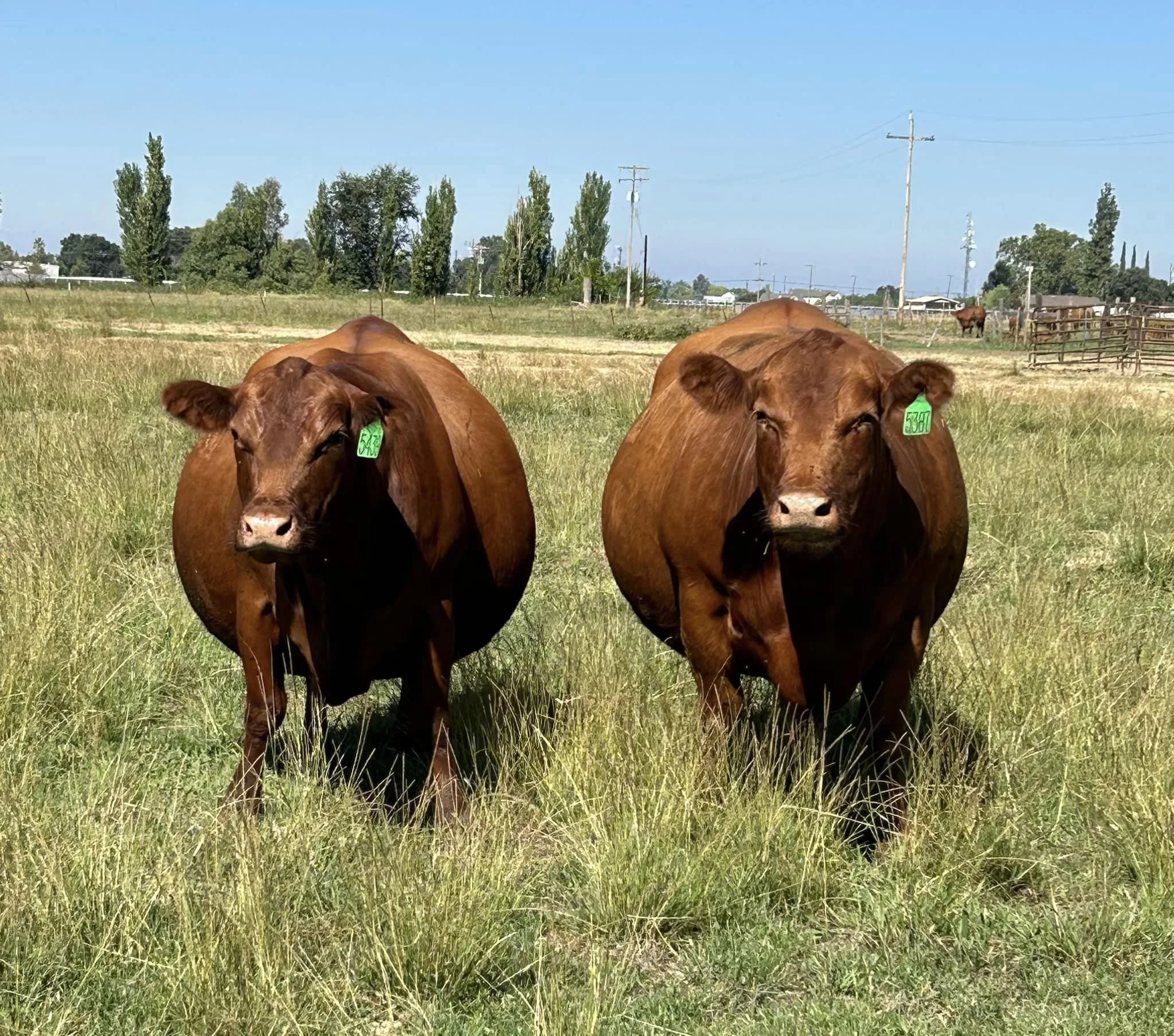 San Joaquin Stanislaus CattleWomen