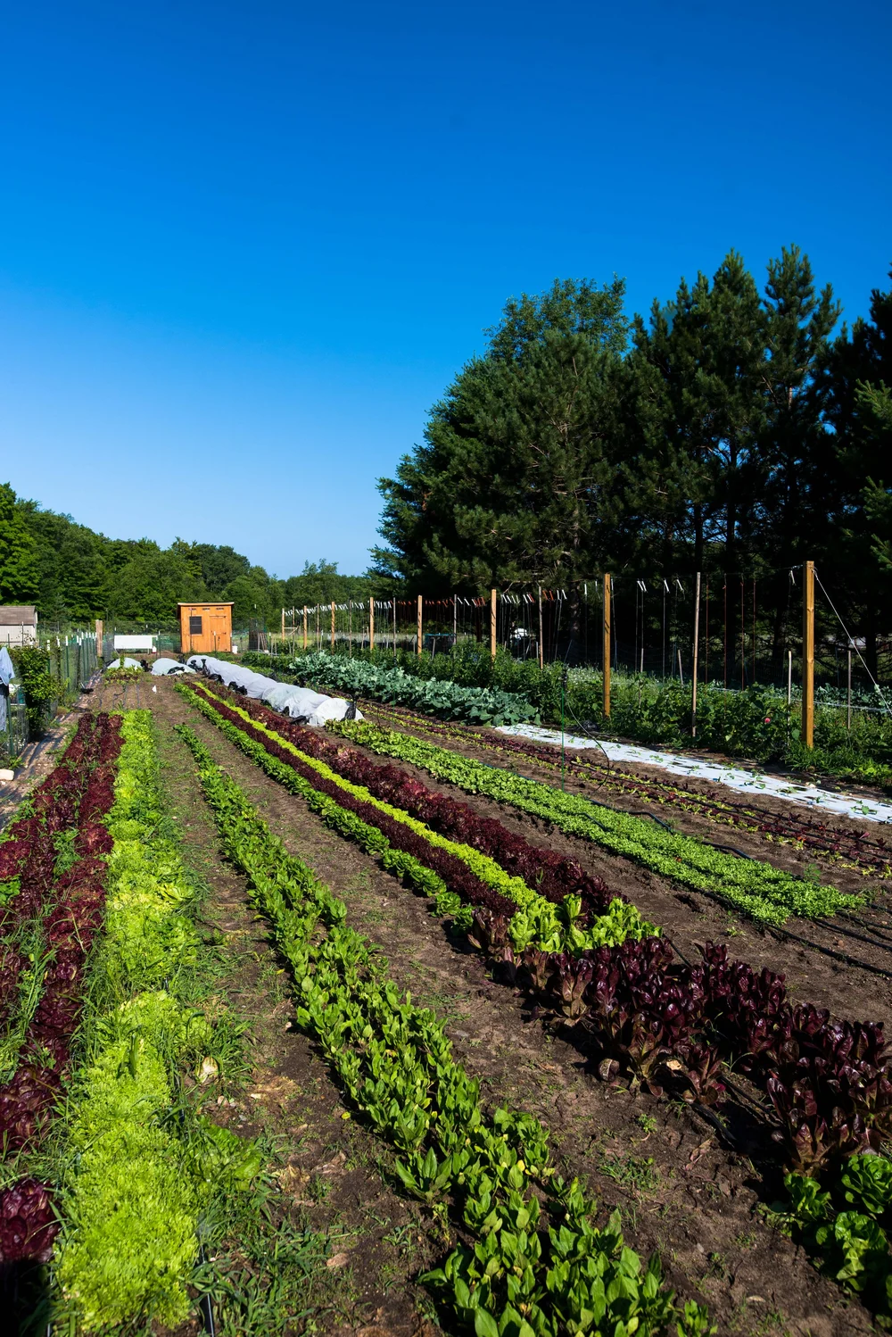 Michigan Climate Smart Farm Project