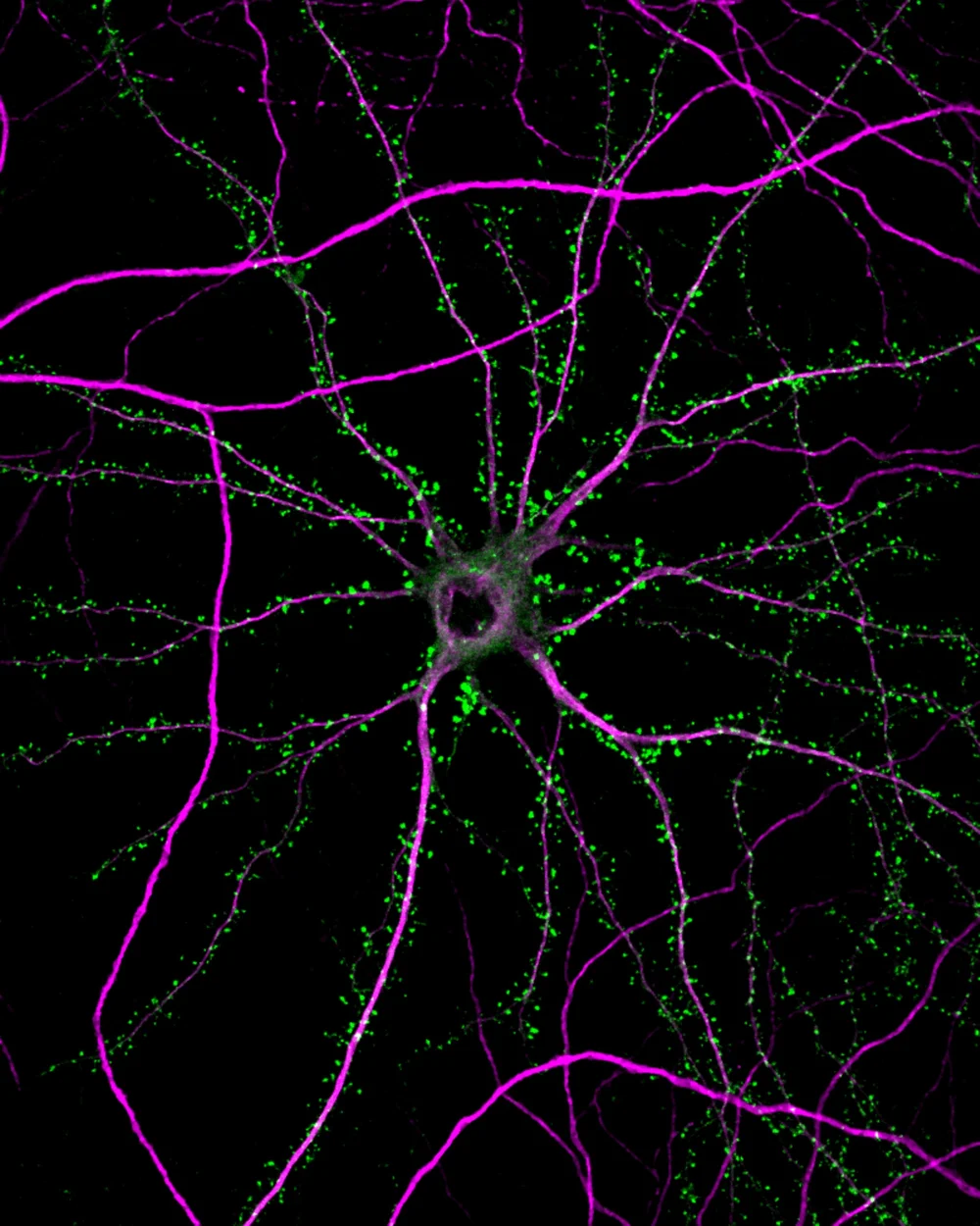 Myers Lab - Emory University