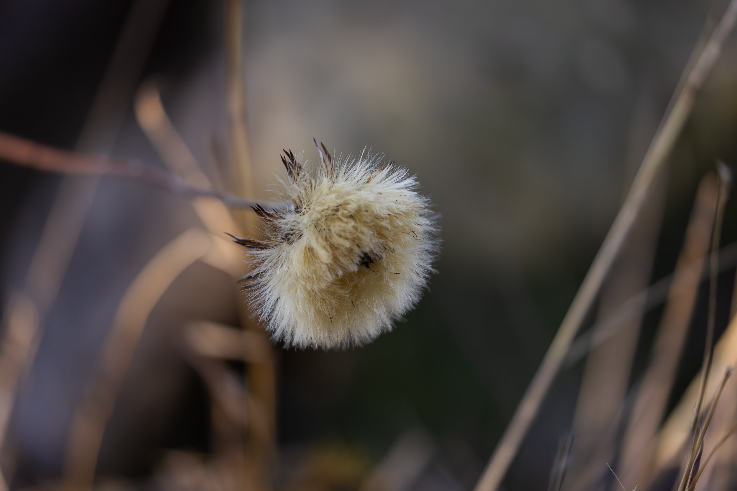 Donald Tanner Photography