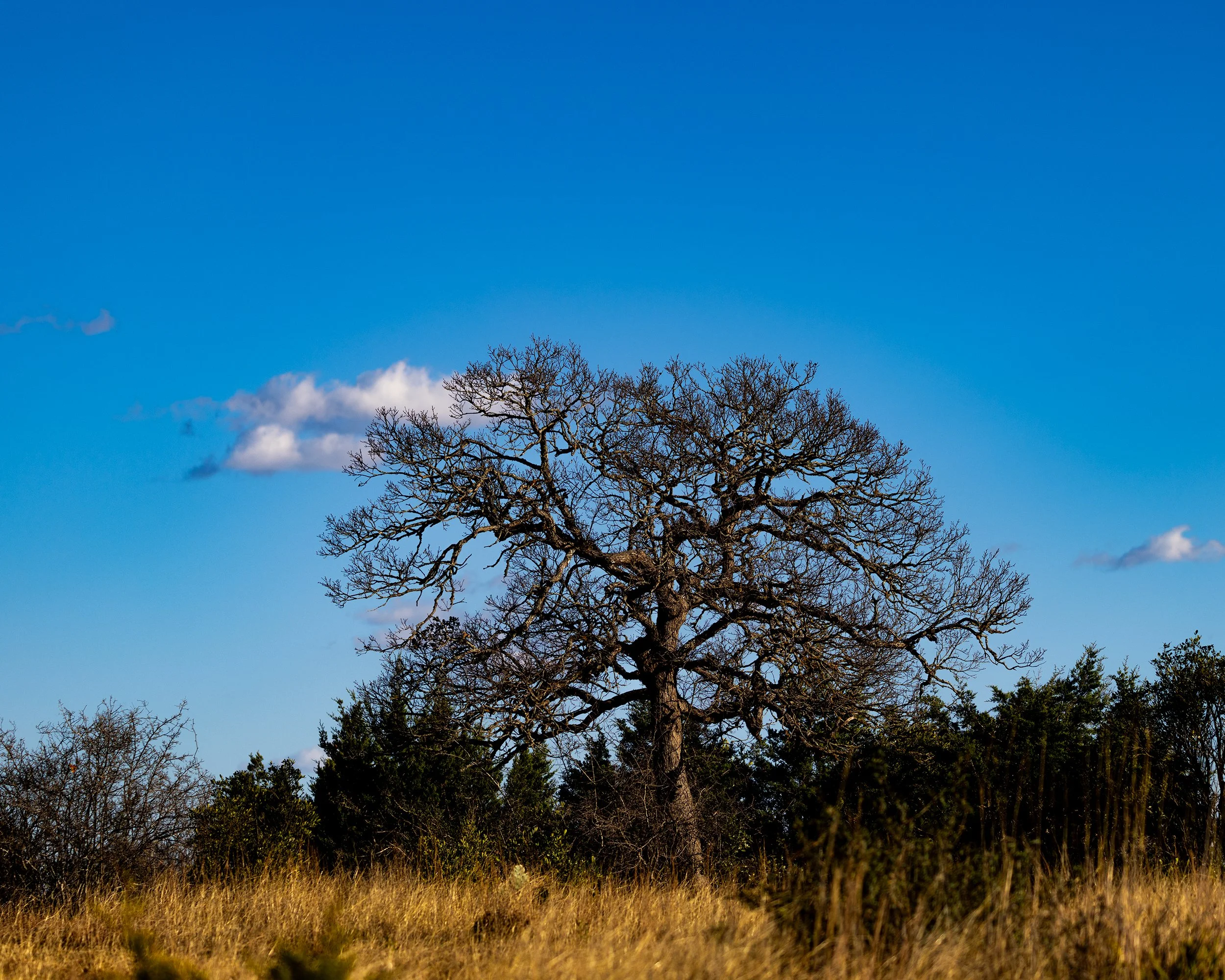 Donald Tanner Photography