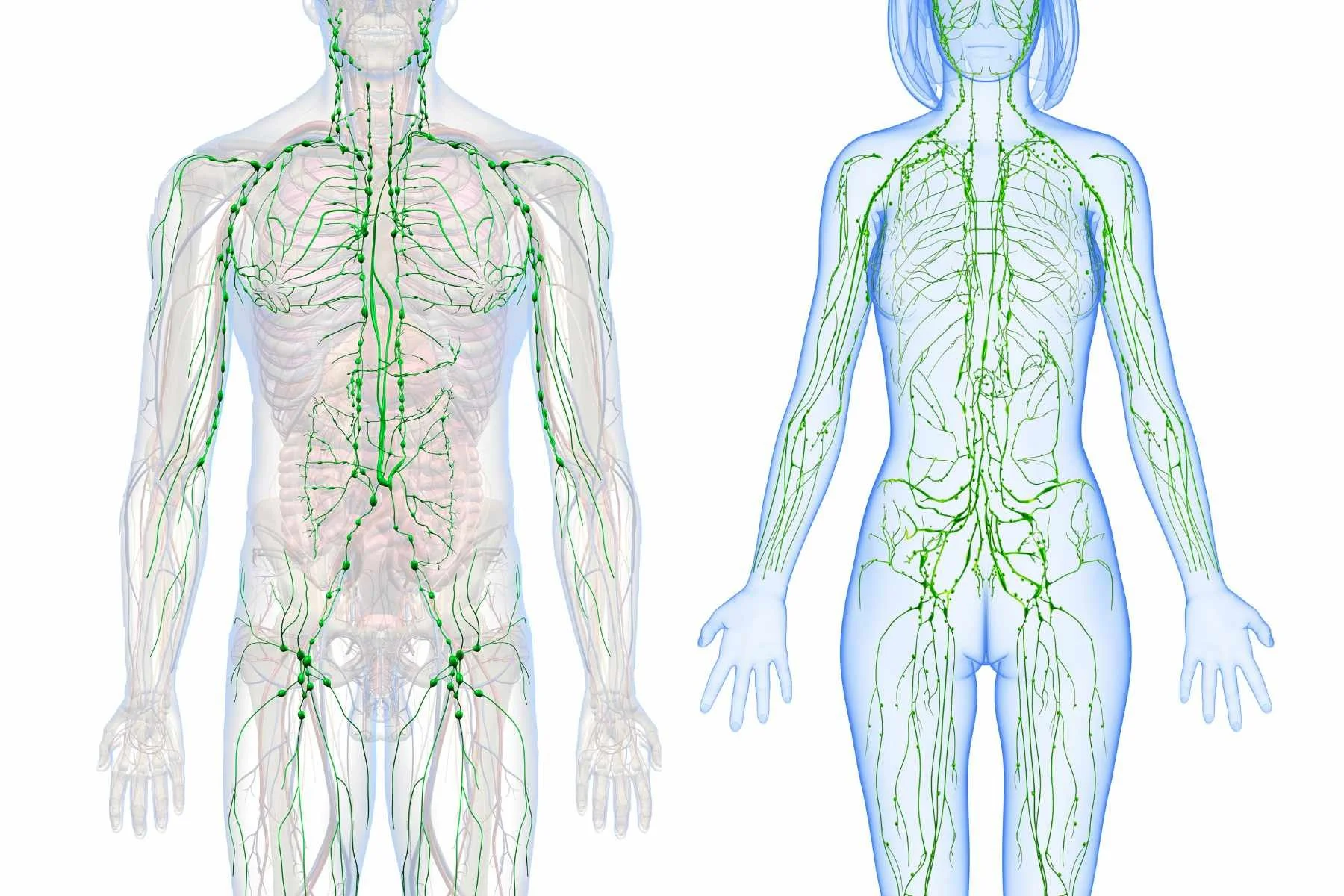 Boost Your Immune System With Electro Lymphatic Drainage — Fernz