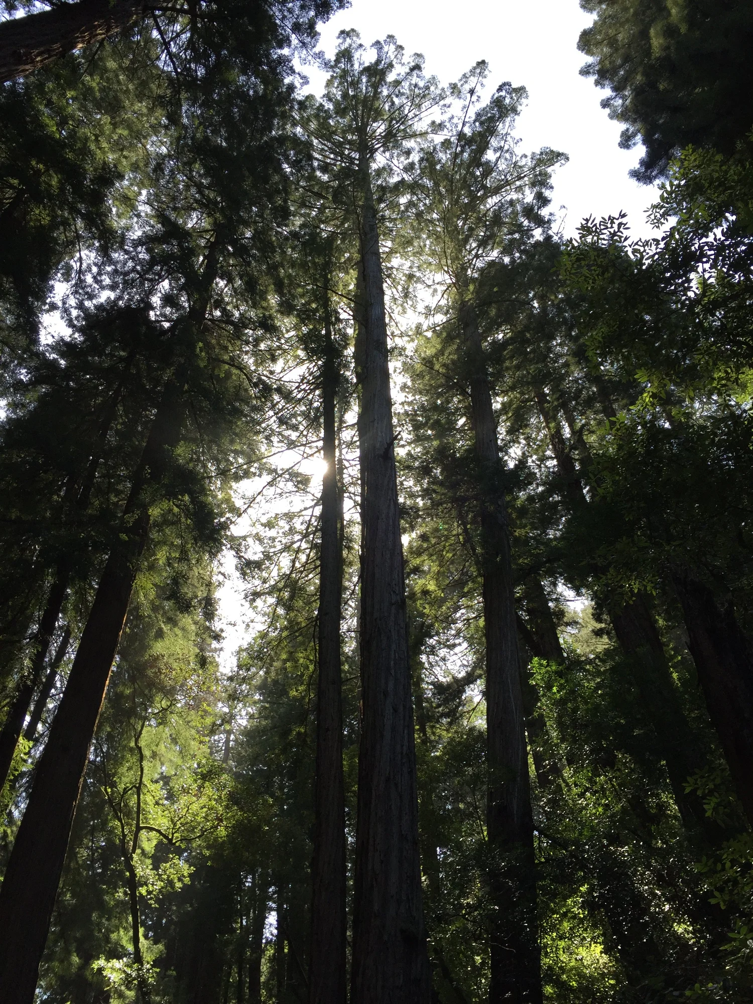 Carbon Sequestration — Carbon Tree Ranch