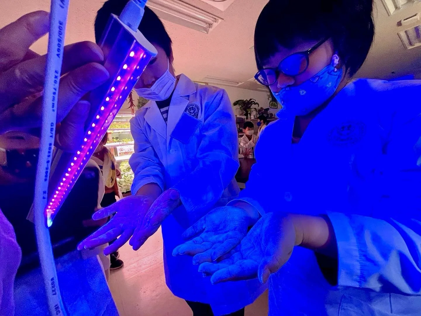 Learning - Primary School — Laurus International School of Science in Tokyo