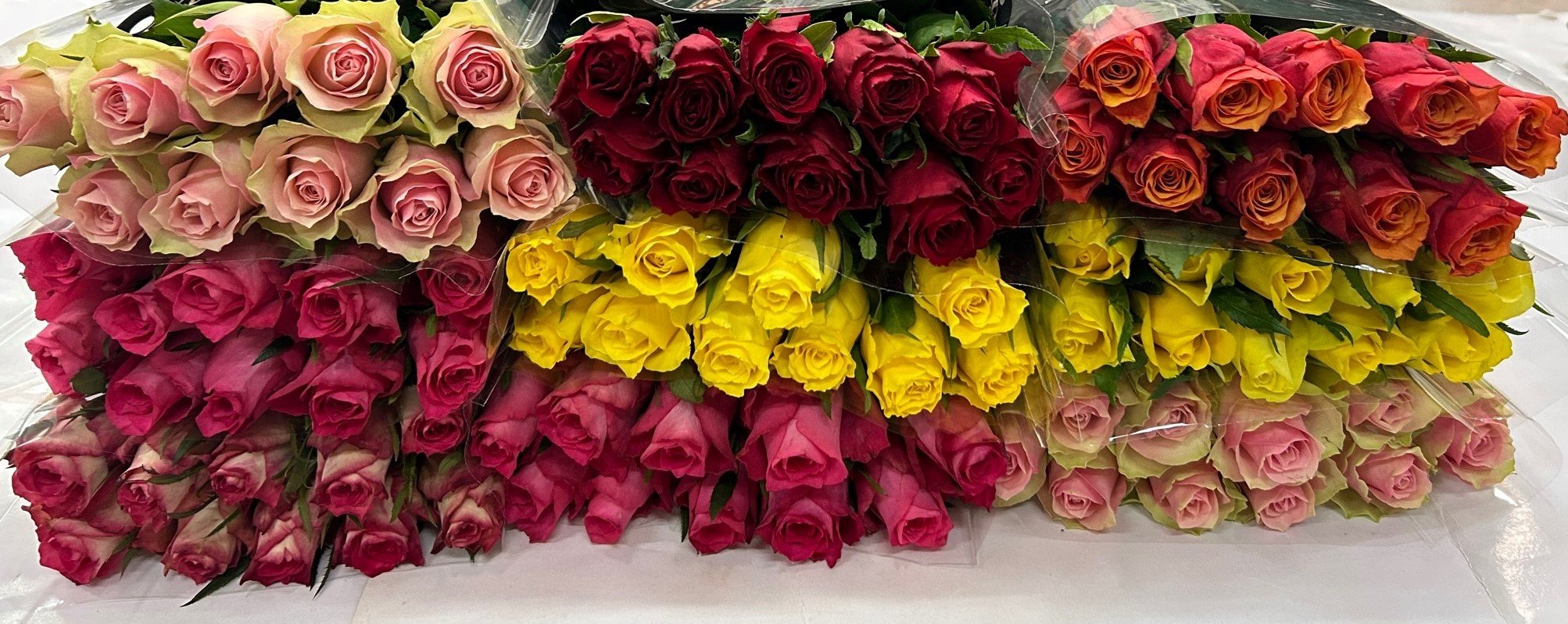 Enkasiti Cut Roses — Enkasiti Flower Growers Ltd