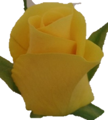 Enkasiti Assortment — Enkasiti Flower Growers Ltd