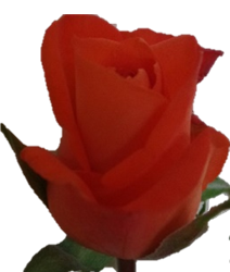 Enkasiti Assortment — Enkasiti Flower Growers Ltd