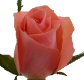 Enkasiti Assortment — Enkasiti Flower Growers Ltd