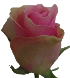 Enkasiti Assortment — Enkasiti Flower Growers Ltd