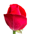 Enkasiti Assortment — Enkasiti Flower Growers Ltd