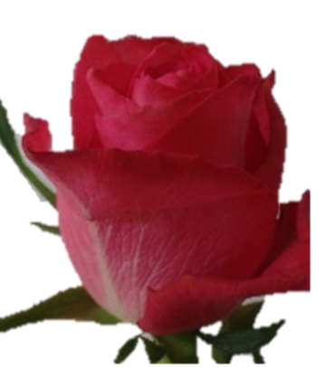 Enkasiti Assortment — Enkasiti Flower Growers Ltd