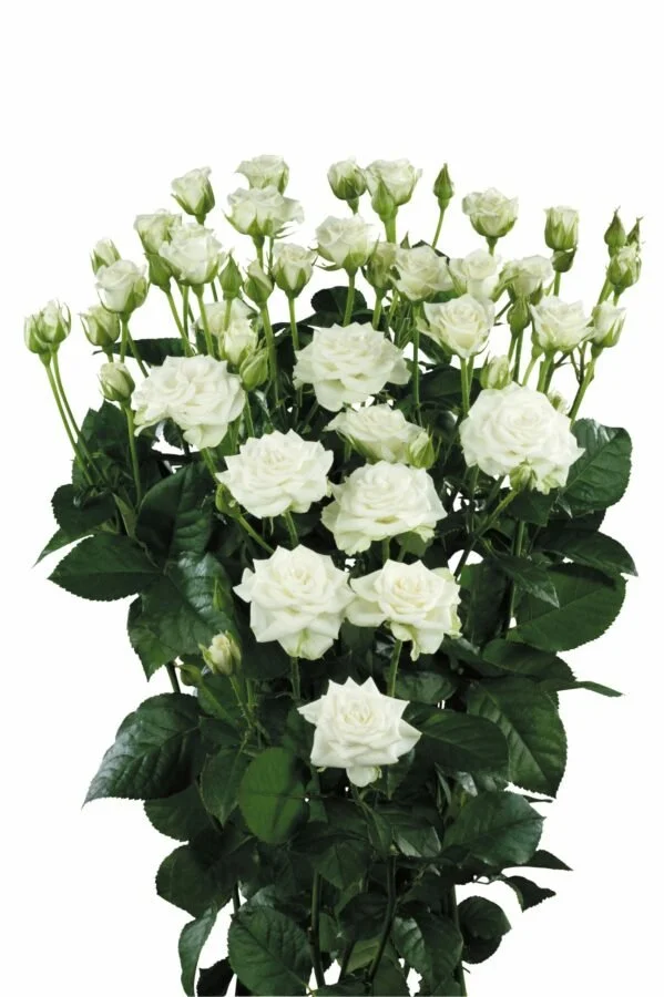 Enkasiti Spray Roses — Enkasiti Flower Growers Ltd