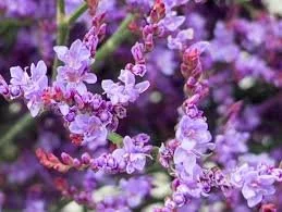 Enkasiti Summer Flowers — Enkasiti Flower Growers Ltd