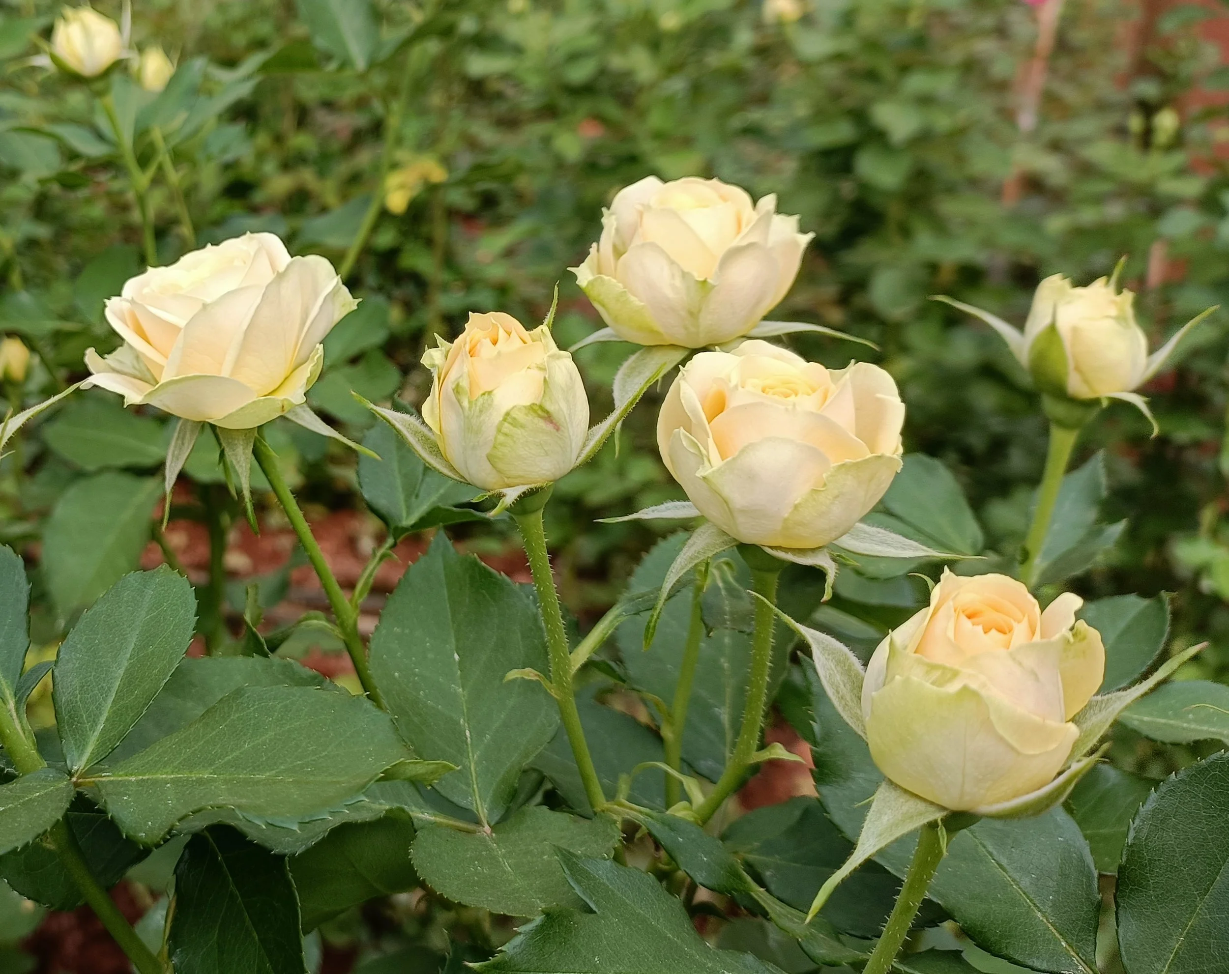 Enkasiti Spray Roses — Enkasiti Flower Growers Ltd
