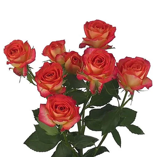Enkasiti Spray Roses — Enkasiti Flower Growers Ltd