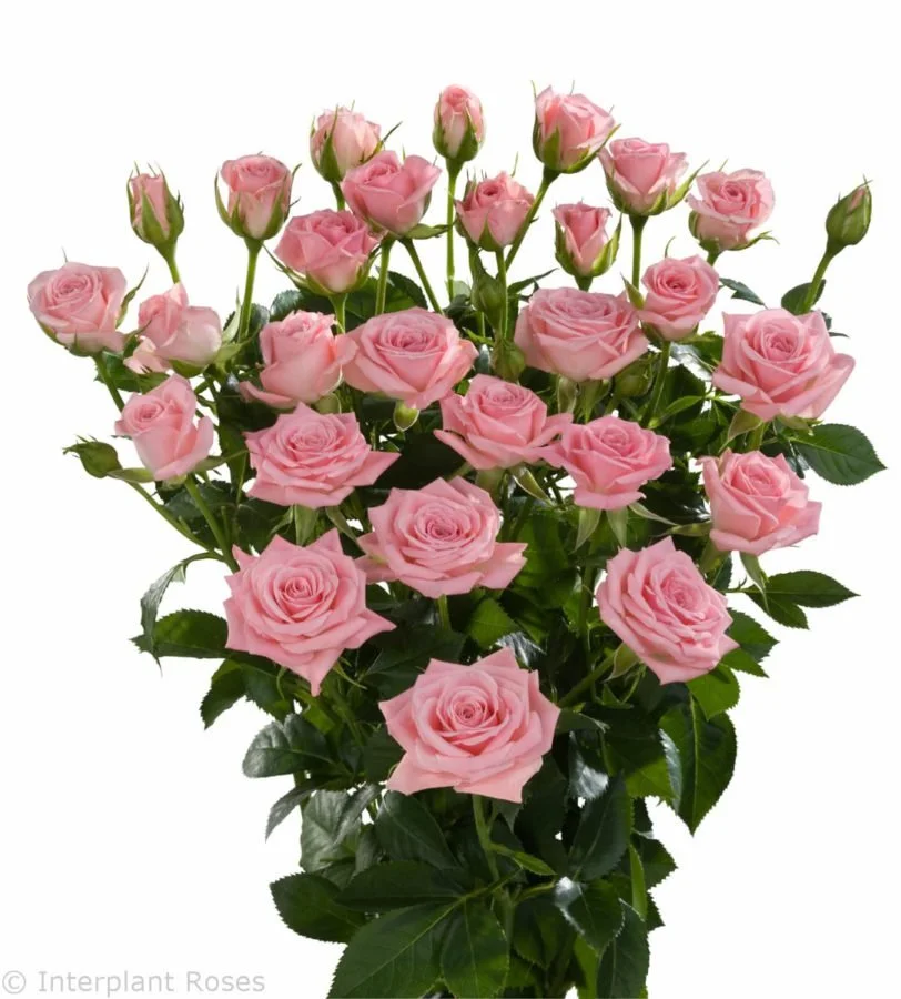 Enkasiti Spray Roses — Enkasiti Flower Growers Ltd