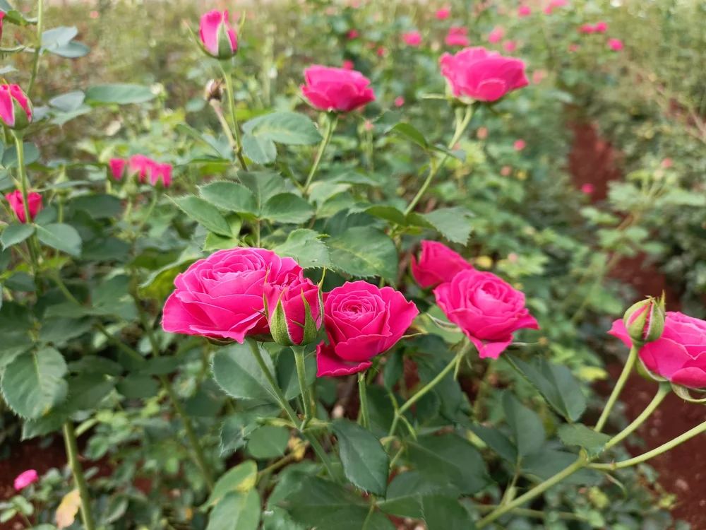 Enkasiti Spray Roses — Enkasiti Flower Growers Ltd