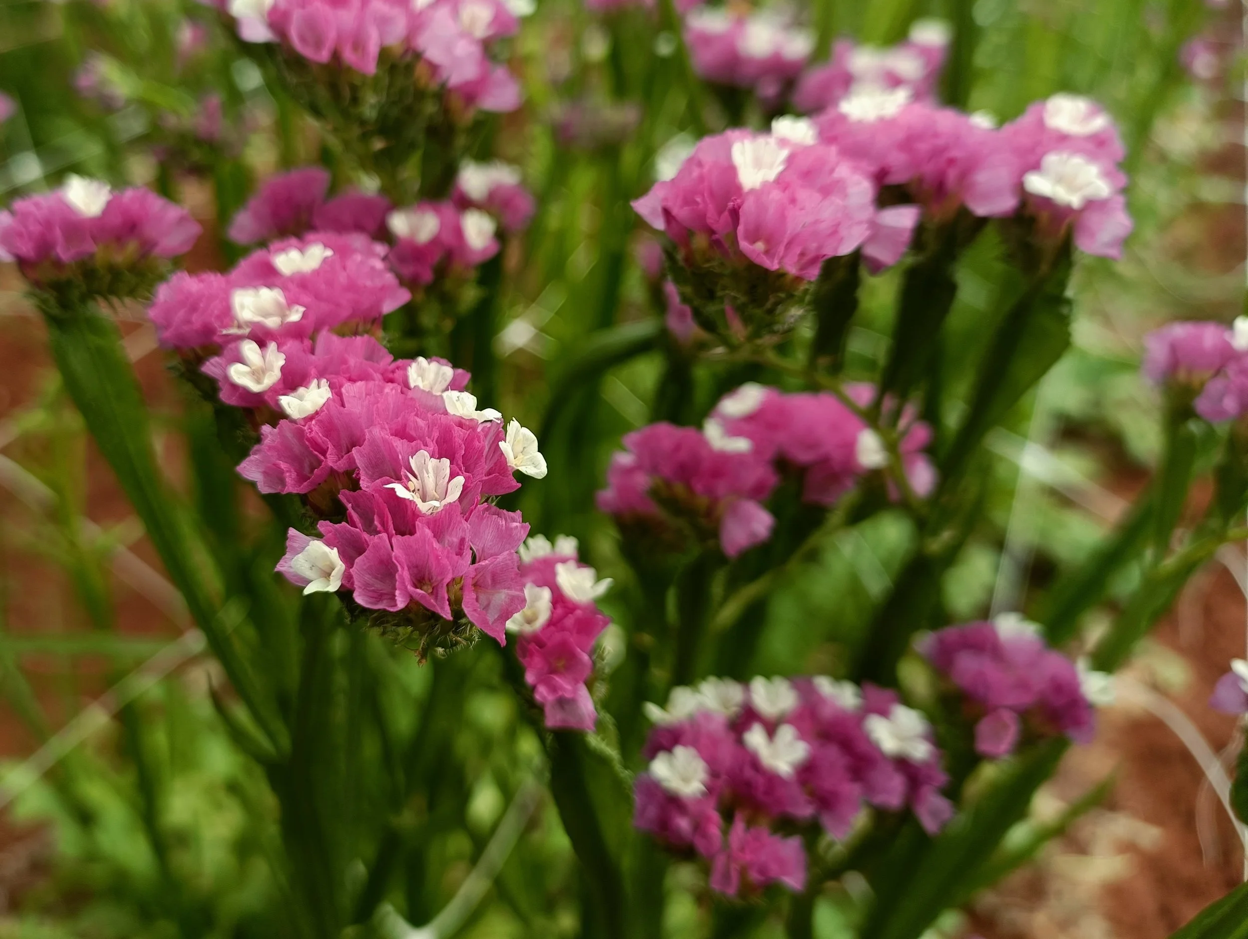 Enkasiti Summer Flowers — Enkasiti Flower Growers Ltd