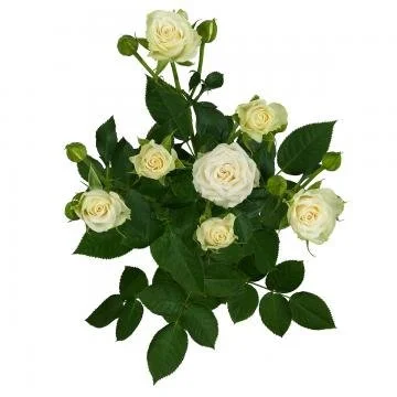 Enkasiti Spray Roses — Enkasiti Flower Growers Ltd