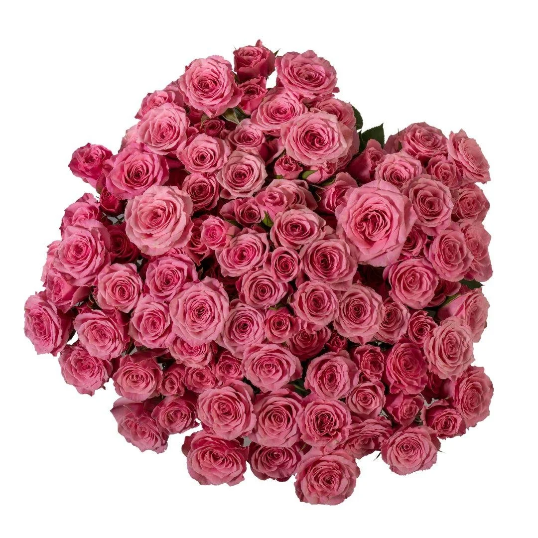 Enkasiti Spray Roses — Enkasiti Flower Growers Ltd