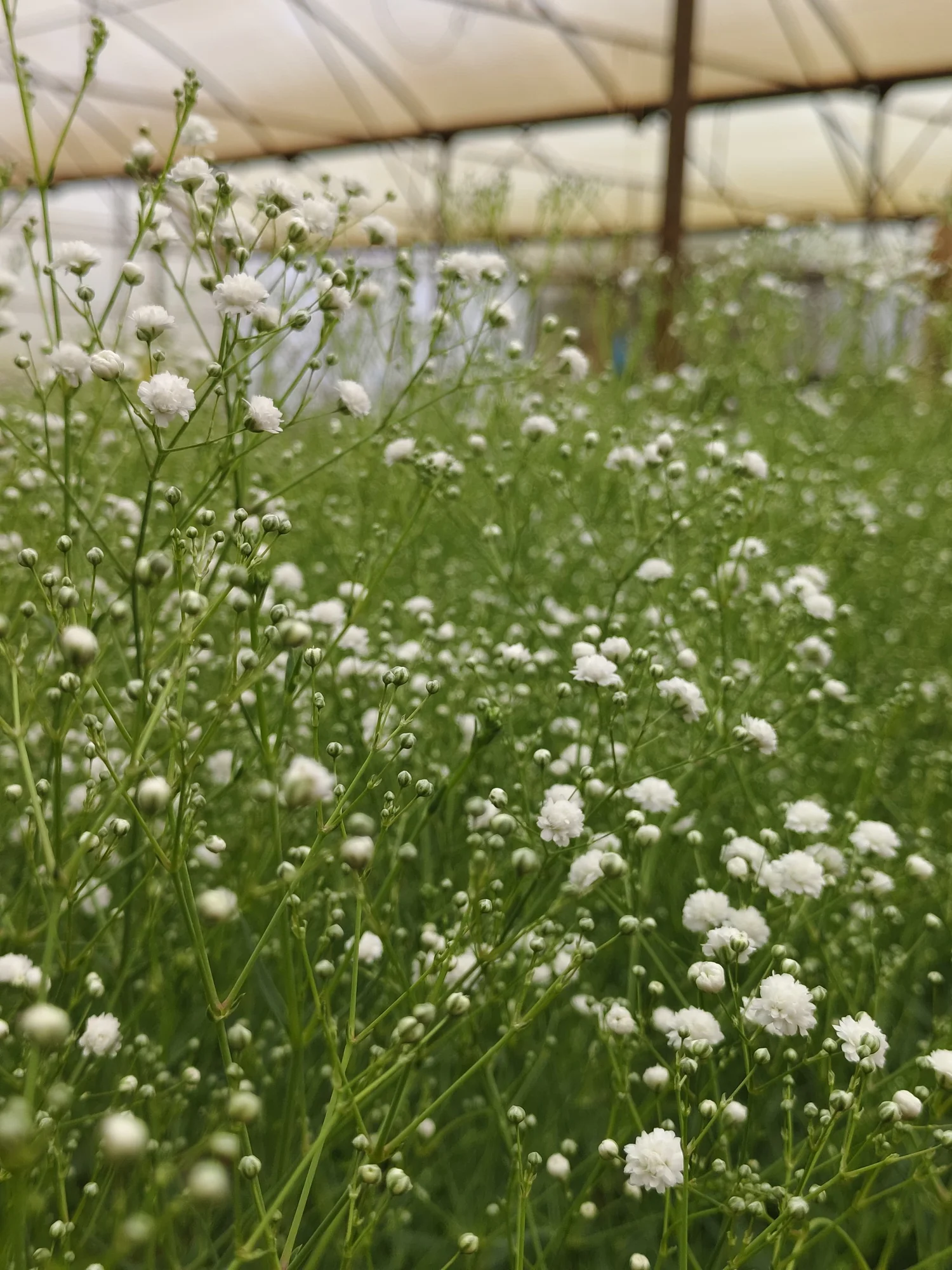 Enkasiti Summer Flowers — Enkasiti Flower Growers Ltd