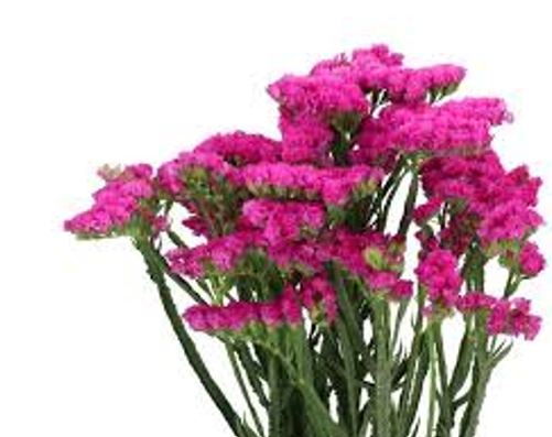 Enkasiti Summer Flowers — Enkasiti Flower Growers Ltd