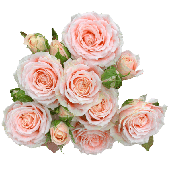 Enkasiti Spray Roses — Enkasiti Flower Growers Ltd